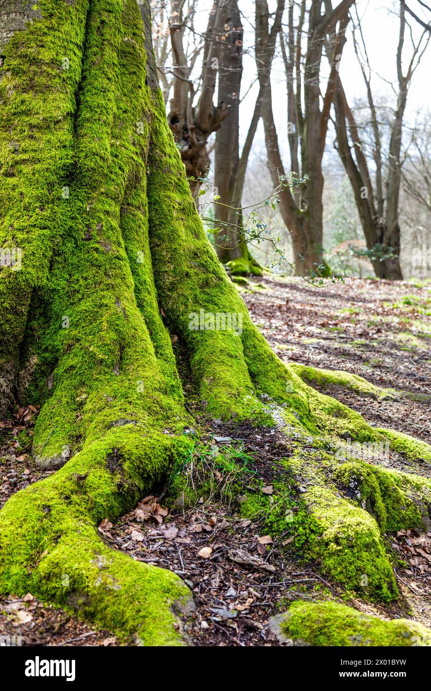 Mossy roots hi-res stock photography and images - Alamy