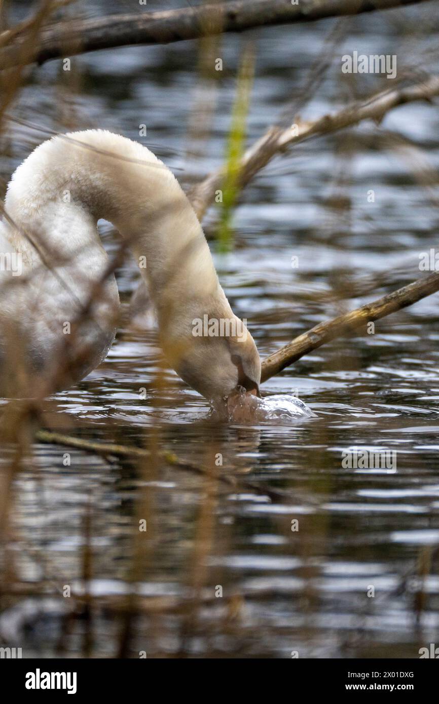 Swan eating in a pond Stock Photo - Alamy