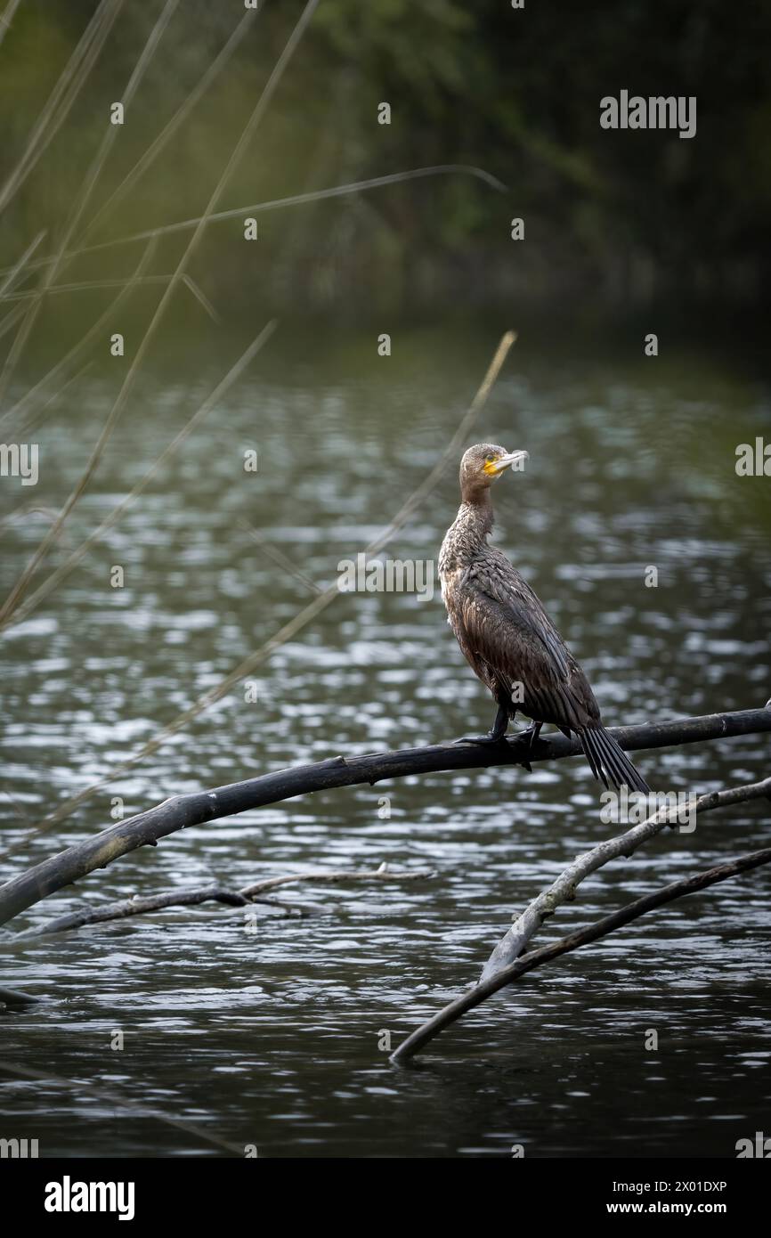 Shag in the sunlight in a pond Stock Photo - Alamy