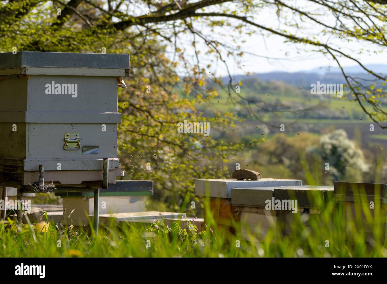 Back garden bees hi-res stock photography and images - Alamy