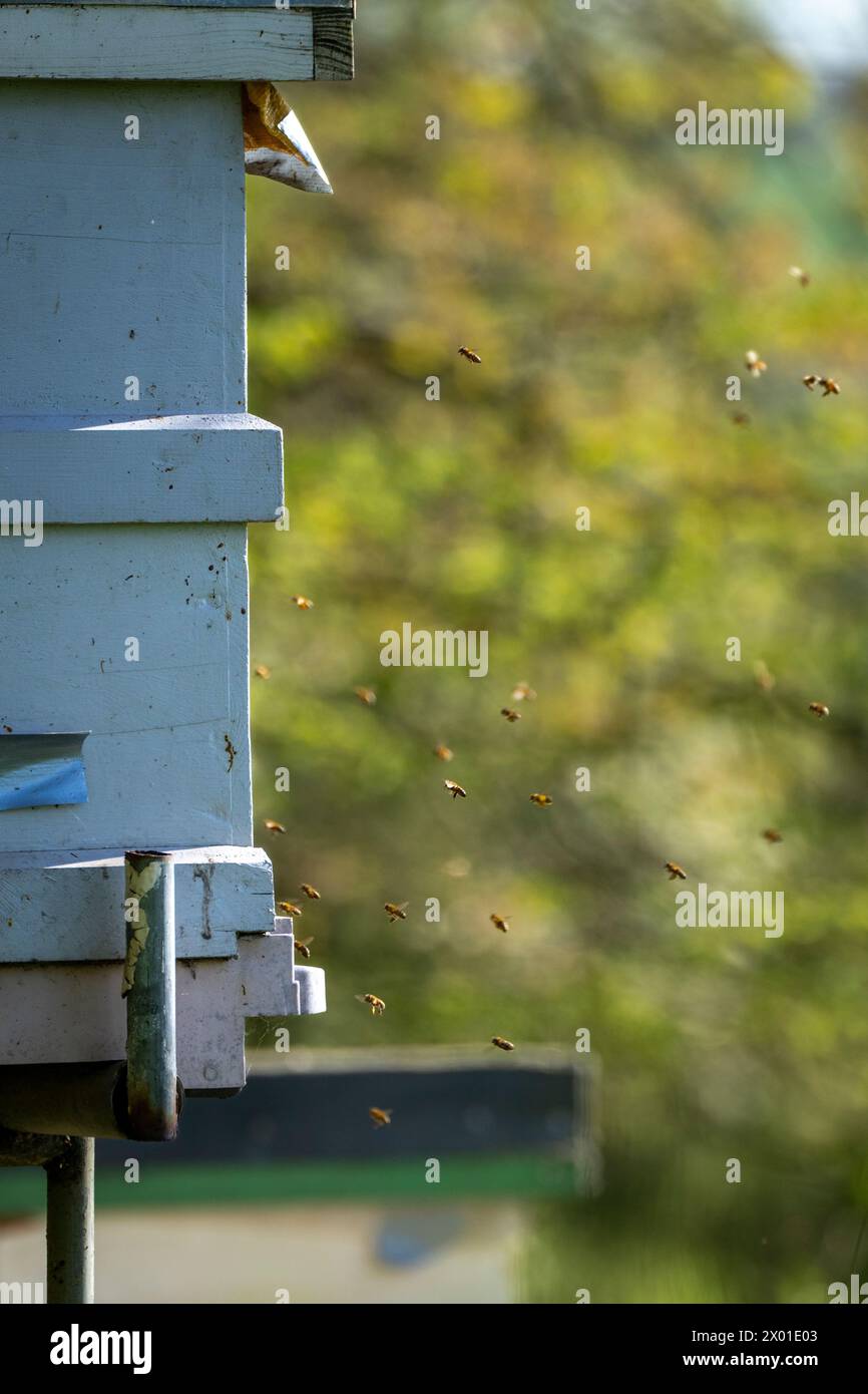 Bees going back to their beehive Stock Photo - Alamy