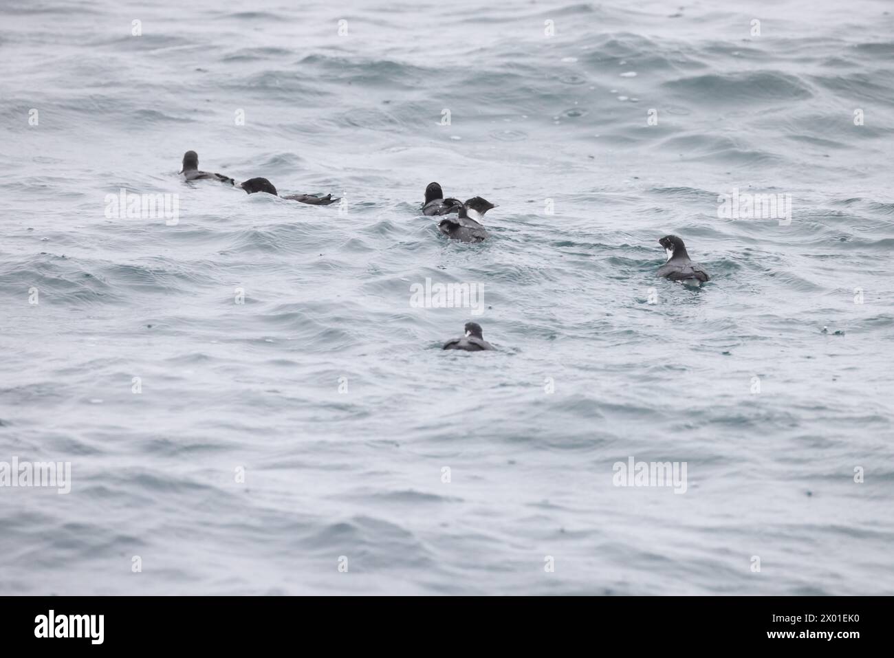 The ancient murrelet (Synthliboramphus antiquus) is a bird in the auk ...