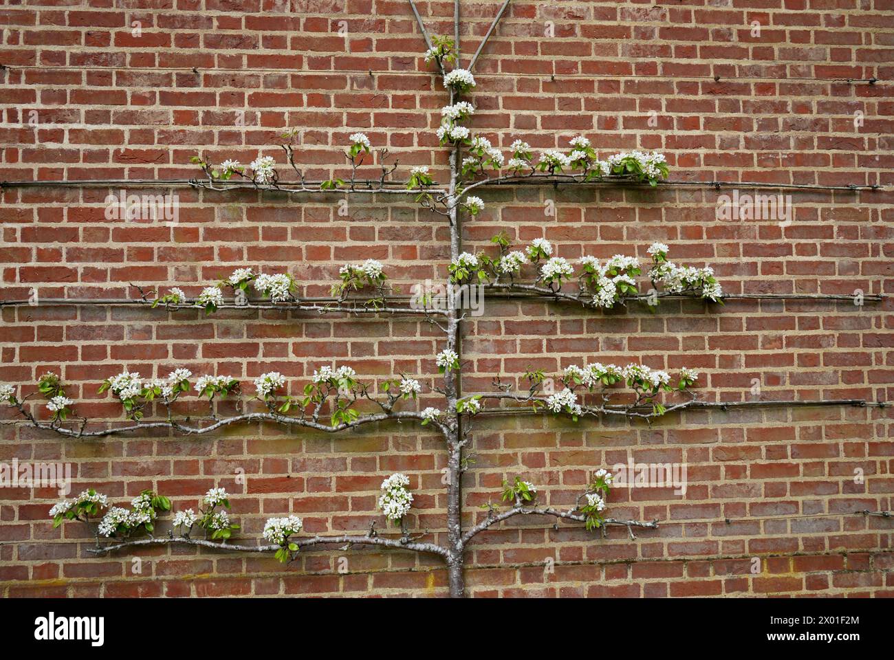 Beautiful white flowers of the Pyrus Communis Pear tree climbing a ...