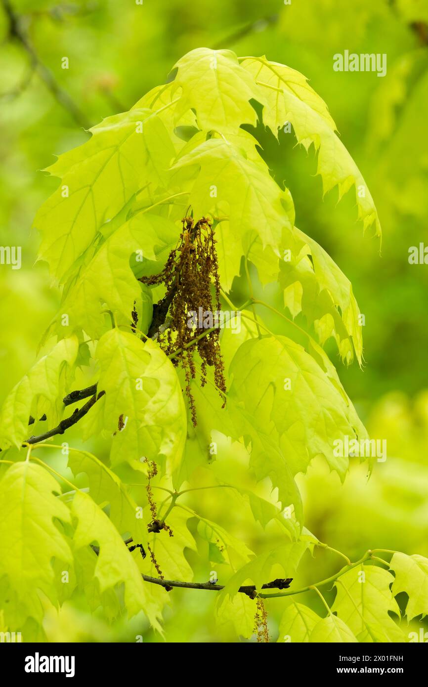 Quercus rubra Aurea, red oak Aurea, young, bright yellow lobed leaves ...