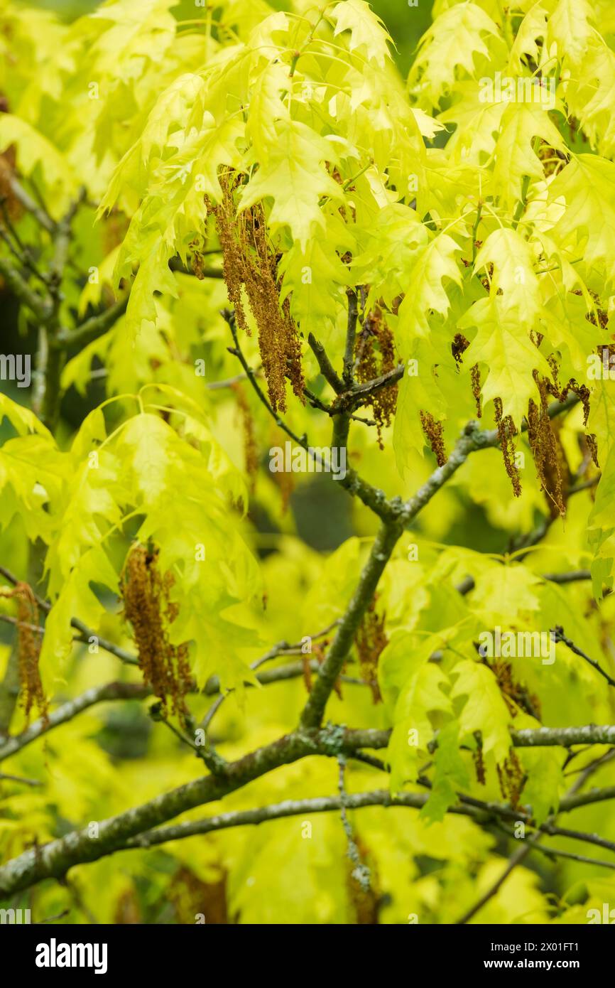 Quercus borealis aurea hi-res stock photography and images - Alamy