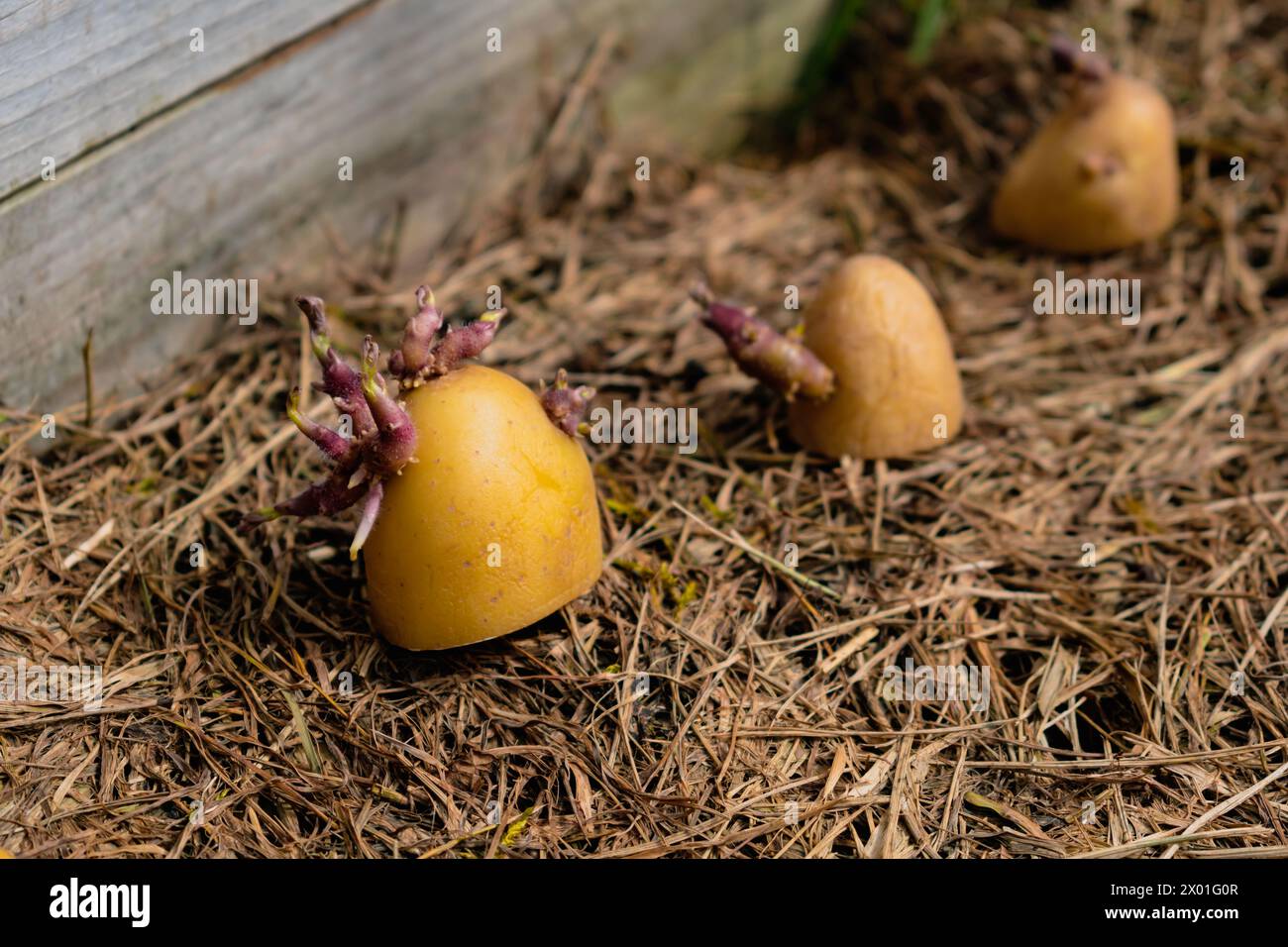 Sowing potatoes on the ground on mulch, tuber germinating, solanum ...