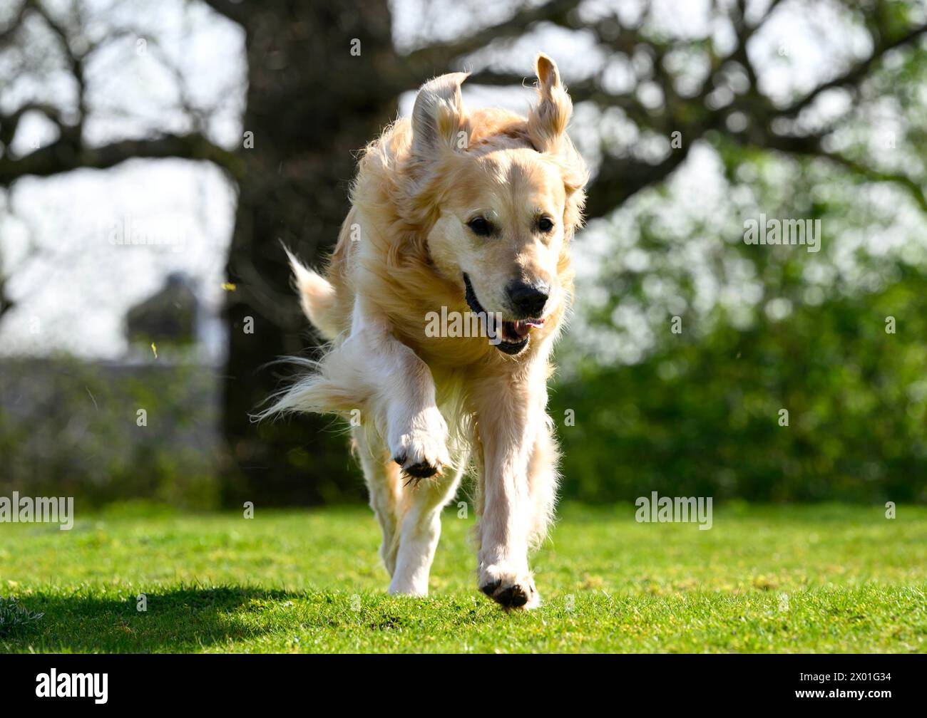 EDITORIAL USE ONLY Golden retriever guide dog dad, Trigger, celebrates ...