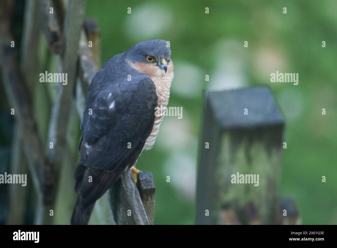 A male hunting Sparrowhawk, Accipiter nisus, perching on a a garden ...