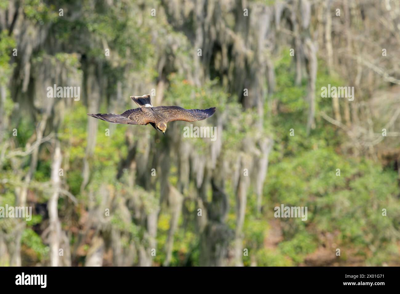 Snail kite (Rostrhamus sociabilis) flying and diving for apple snails ...