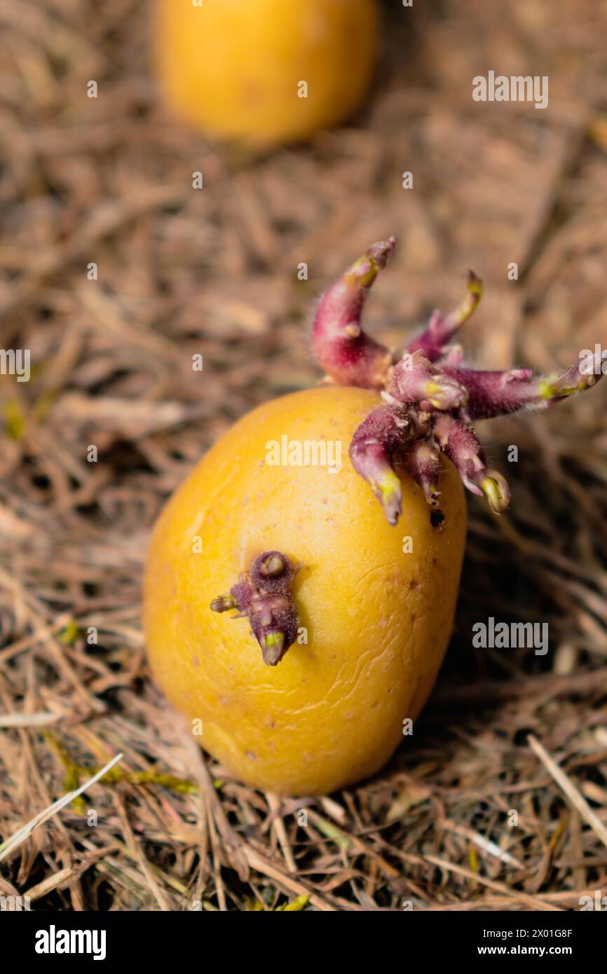 Sowing potatoes on the ground on mulch, tuber germinating, solanum ...