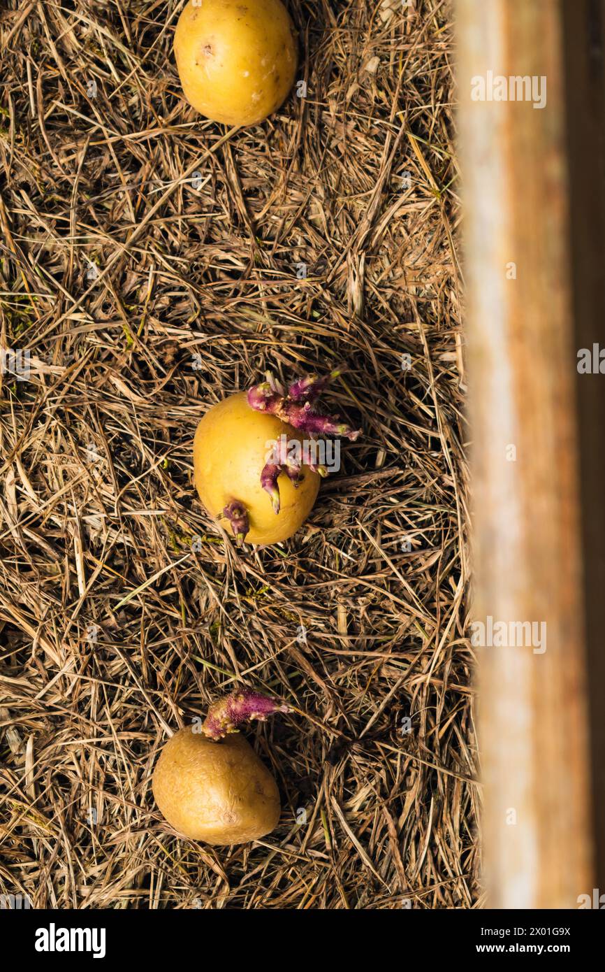 Sowing potatoes on the ground on mulch, tuber germinating, solanum ...