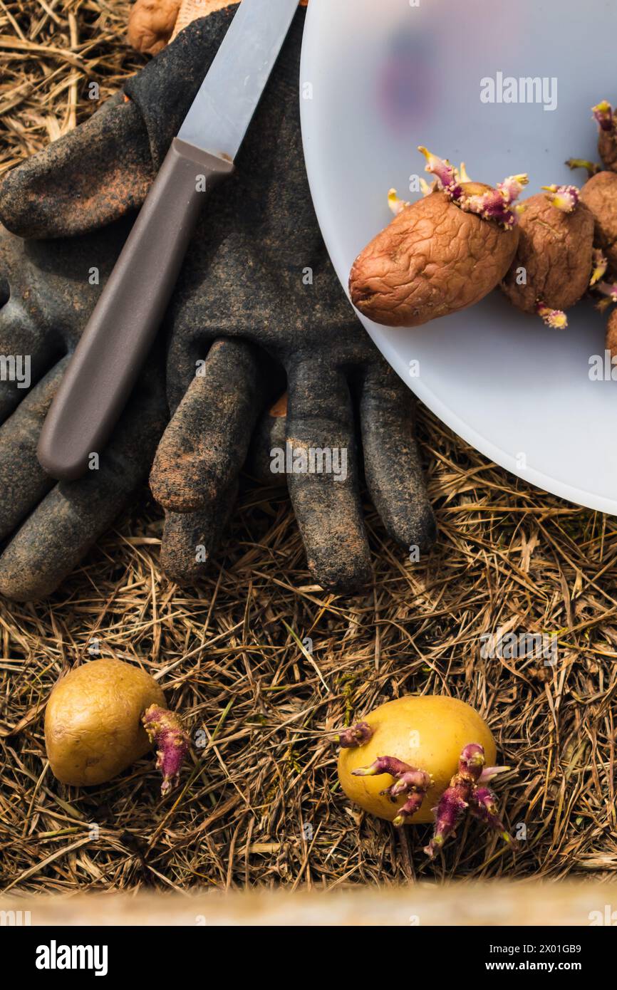 Sowing potatoes on the ground on mulch, tuber germinating, solanum ...