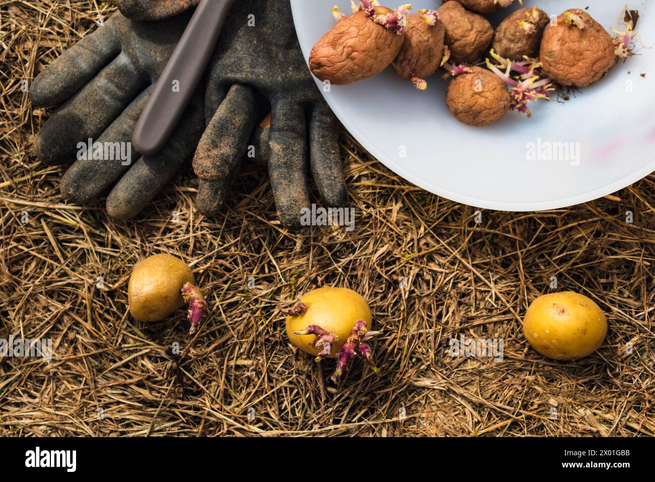 Sowing potatoes on the ground on mulch, tuber germinating, solanum ...