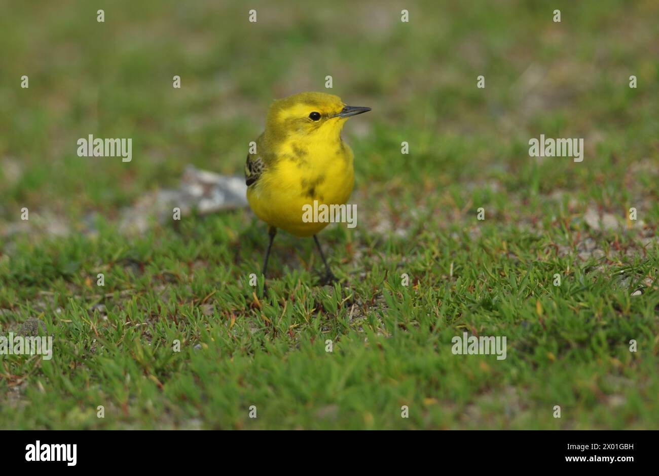 A male Yellow Wagtail, Motacilla flava, hunting for insects in a meadow ...