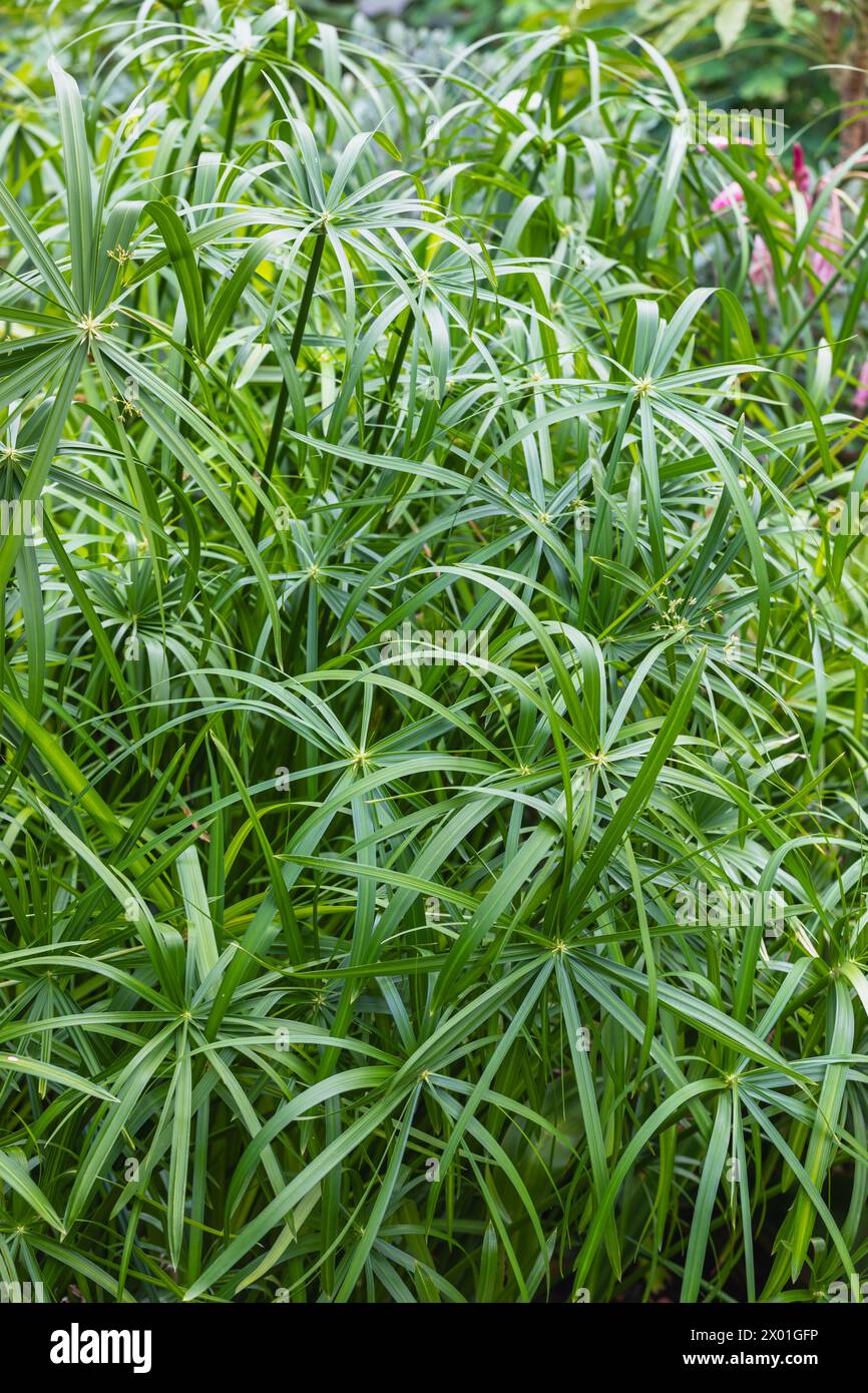 Cyperus alternifolius (Umbrella Grass / Sedge / Plant Stock Photo - Alamy