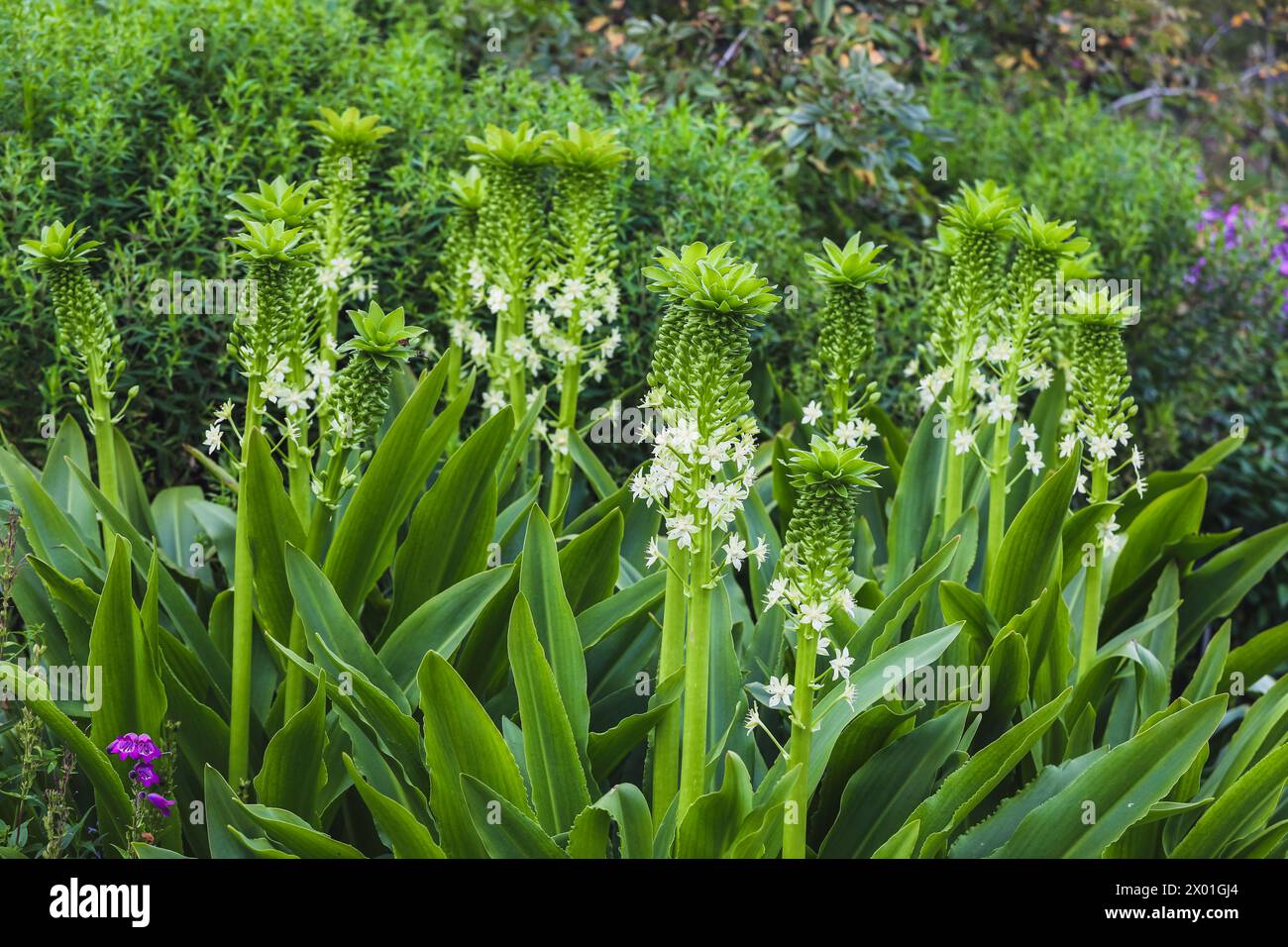 Eucomis pallidiflora subsp. pallidiflora 'Goliath' (pineapple lily ...