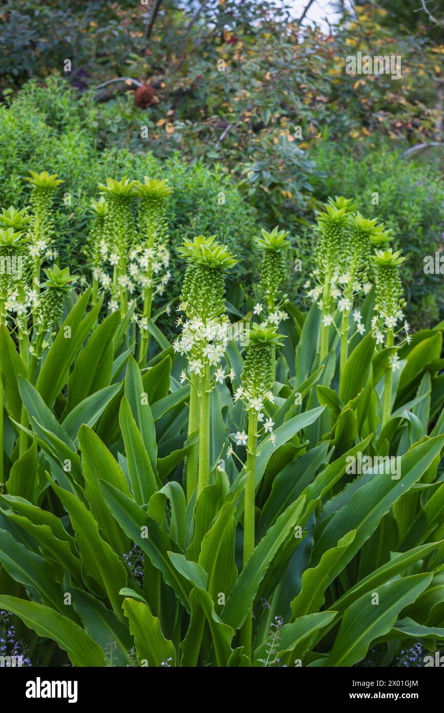 Eucomis pallidiflora subsp. pallidiflora 'Goliath' (pineapple lily ...