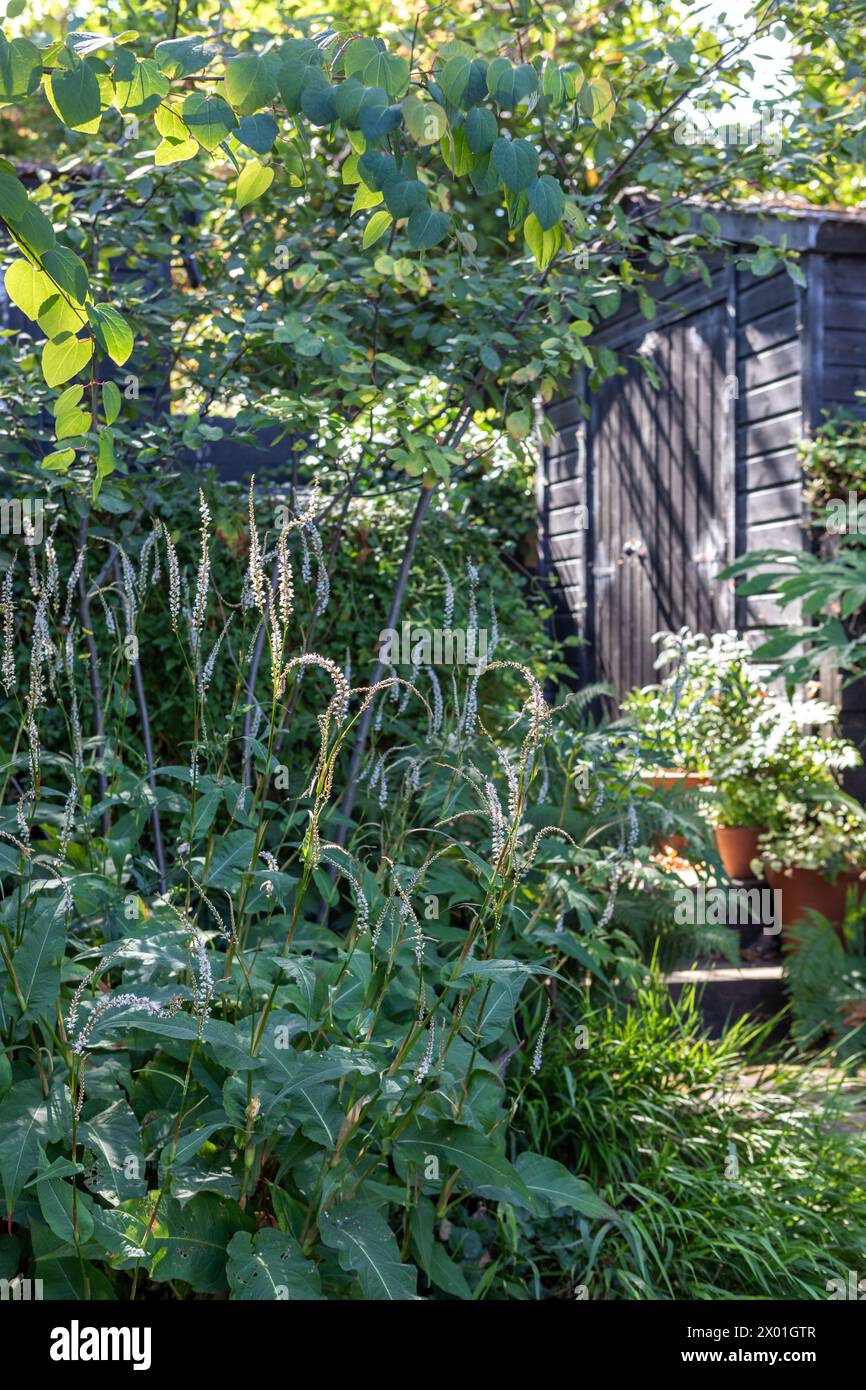 Bistorta amplexicaulis alba hi-res stock photography and images - Alamy