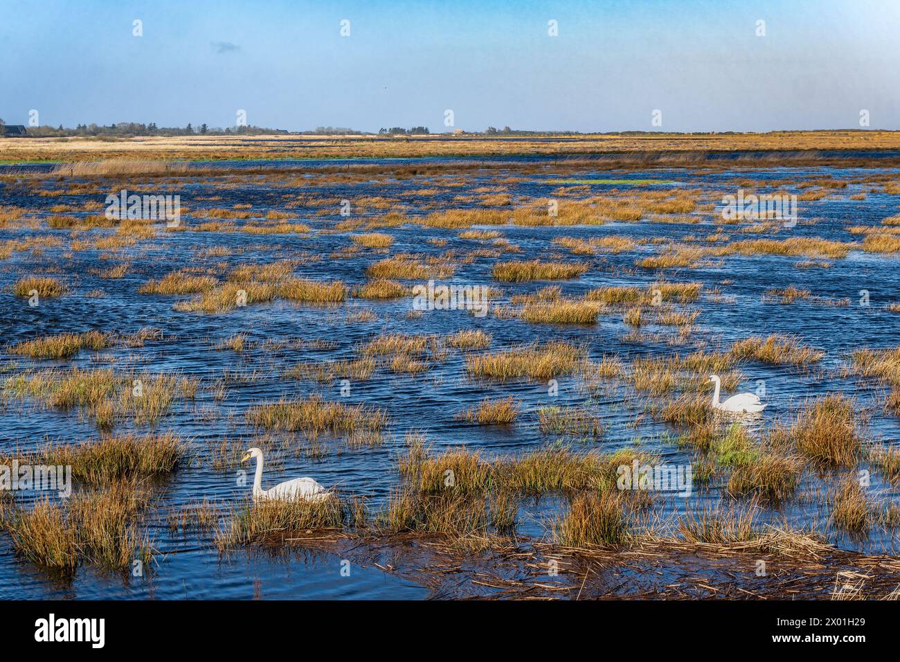 Meadows near Skjern wildlife protected area in west Denmark Stock Photo ...