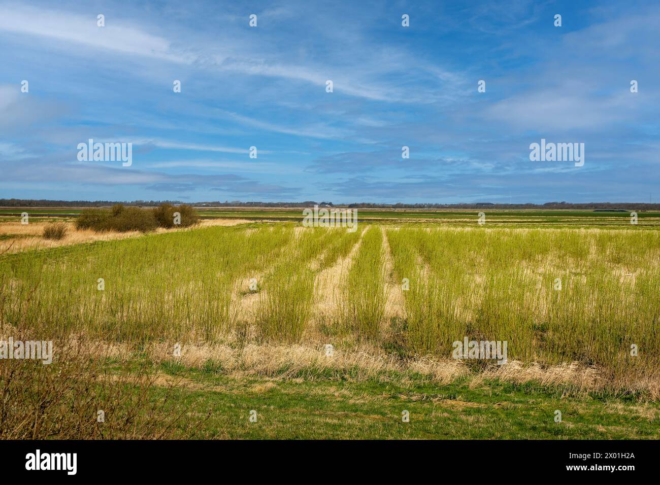 Dawn in nature near field hi-res stock photography and images - Alamy