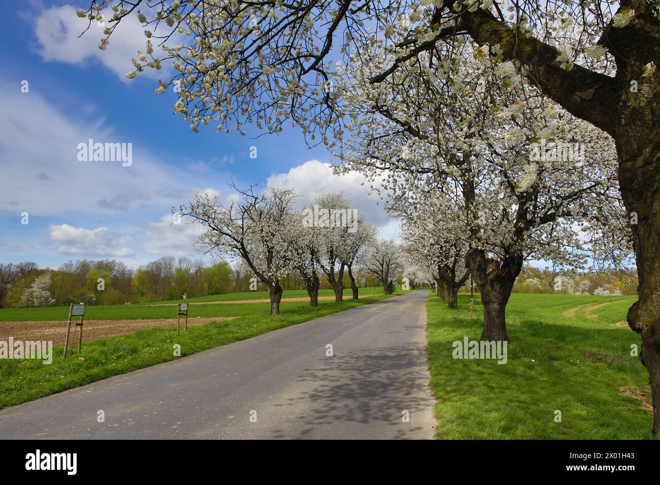Spring landscape with blooming cherry trees on the roadside and a road ...