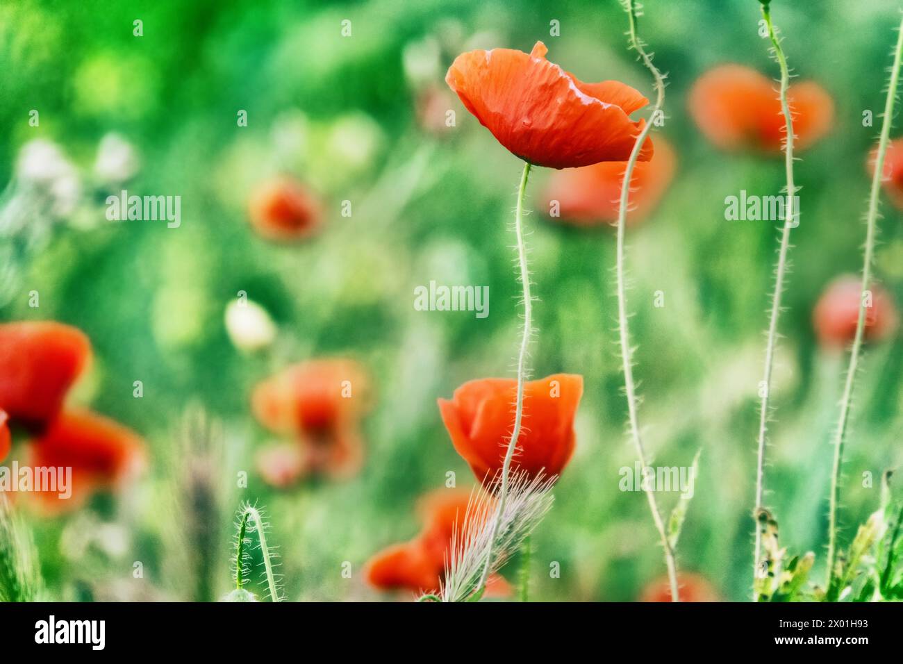 Field red flower. Wild poppies in natural medium, native habitat. Cop ...