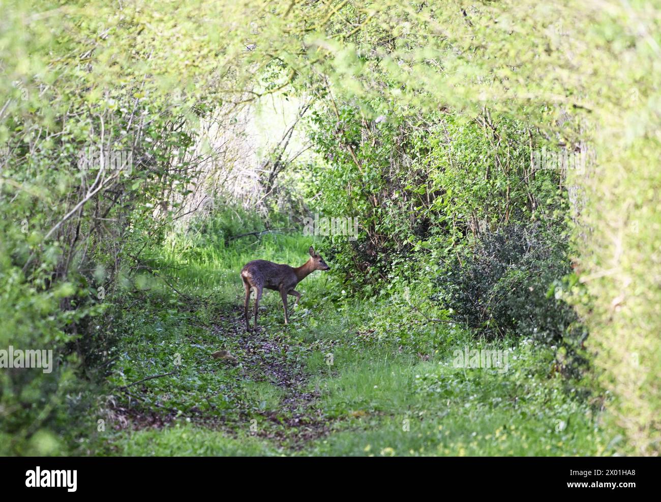 France. 09th Apr, 2024. The European roe deer, also known as the ...