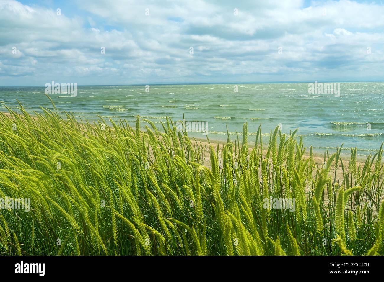 Brizochloa humilis hi-res stock photography and images - Alamy