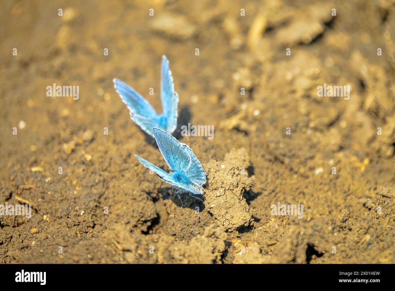 Interactions of two adorable blue butterflies. Common blue (Lycaena ...