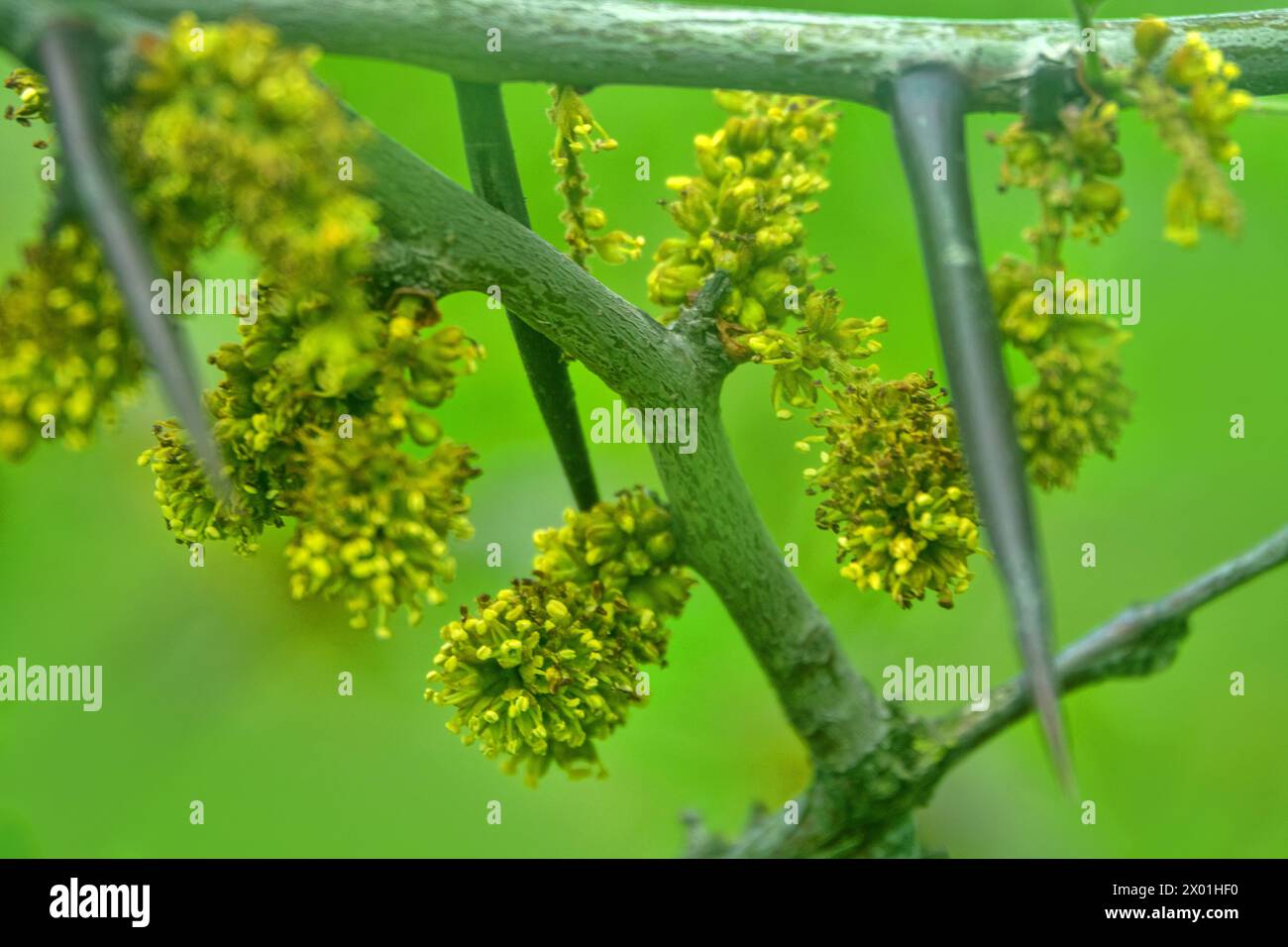 Spring steppe forest strip. Flowering Thorney locust (Gteditschia ...