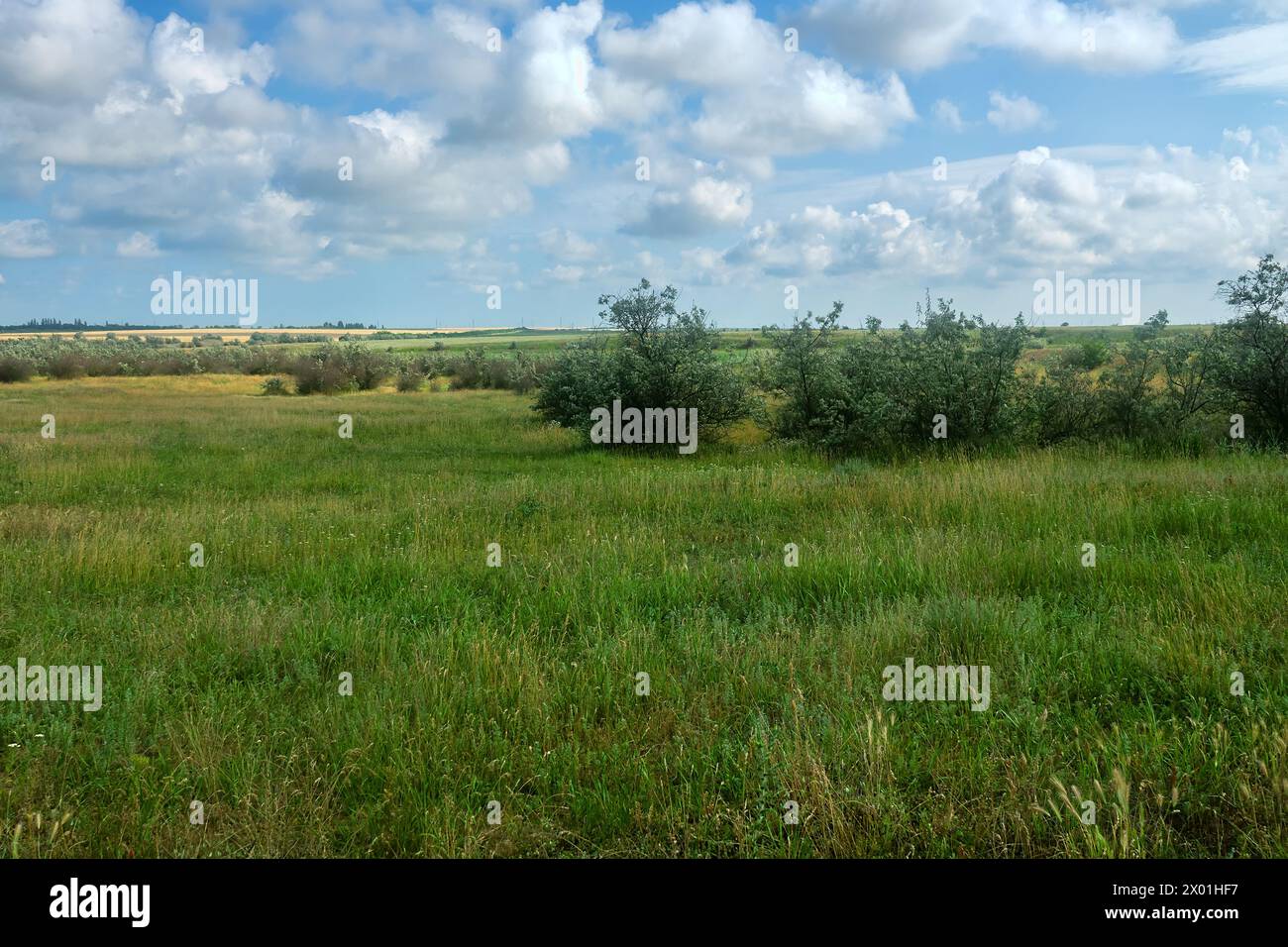 A grove of Russian olive (Elaeagnus angustifolia) in a steppe valley ...