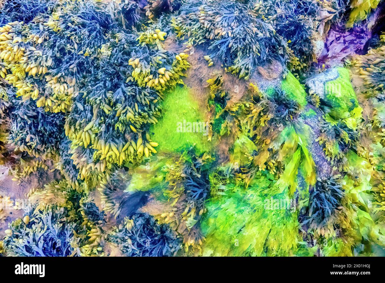 Beautiful autumn sea background. Algae after low tide, Decoration of ...