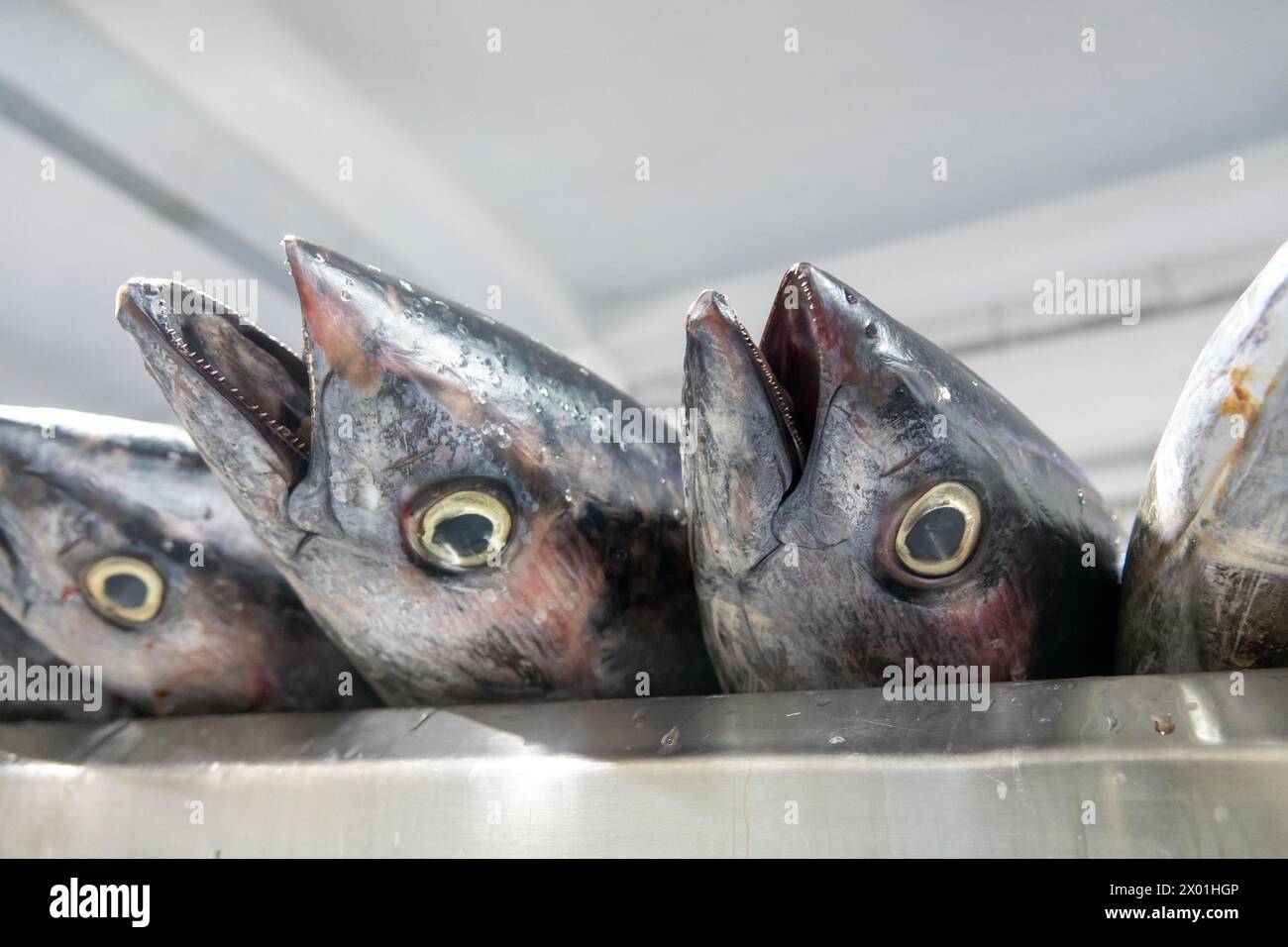 Bandar Abbas, Iran. Fish market. The fish of the Persian Gulf and the ...