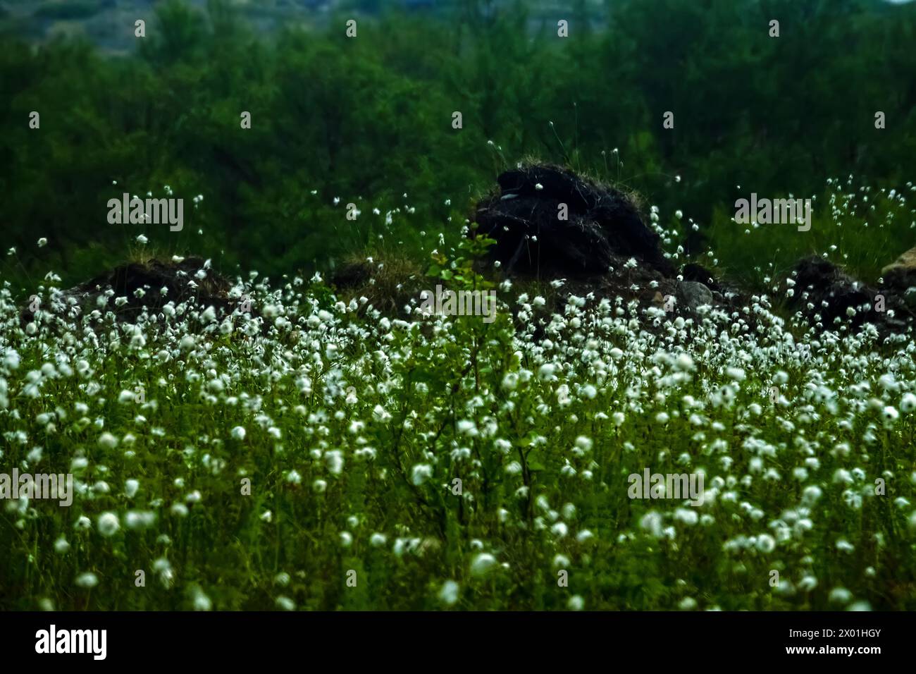 Wet tundra with horsetail and Cotton grass (Eriophorum sp.) Kola ...