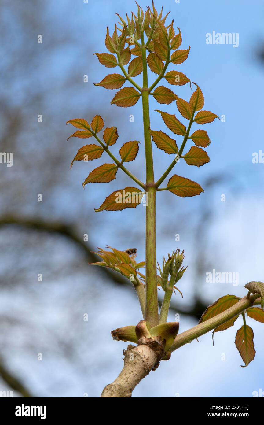 Close Up Brach Of A Aralia Elata Tree At Amsterdam The Netherlands 4-4 ...