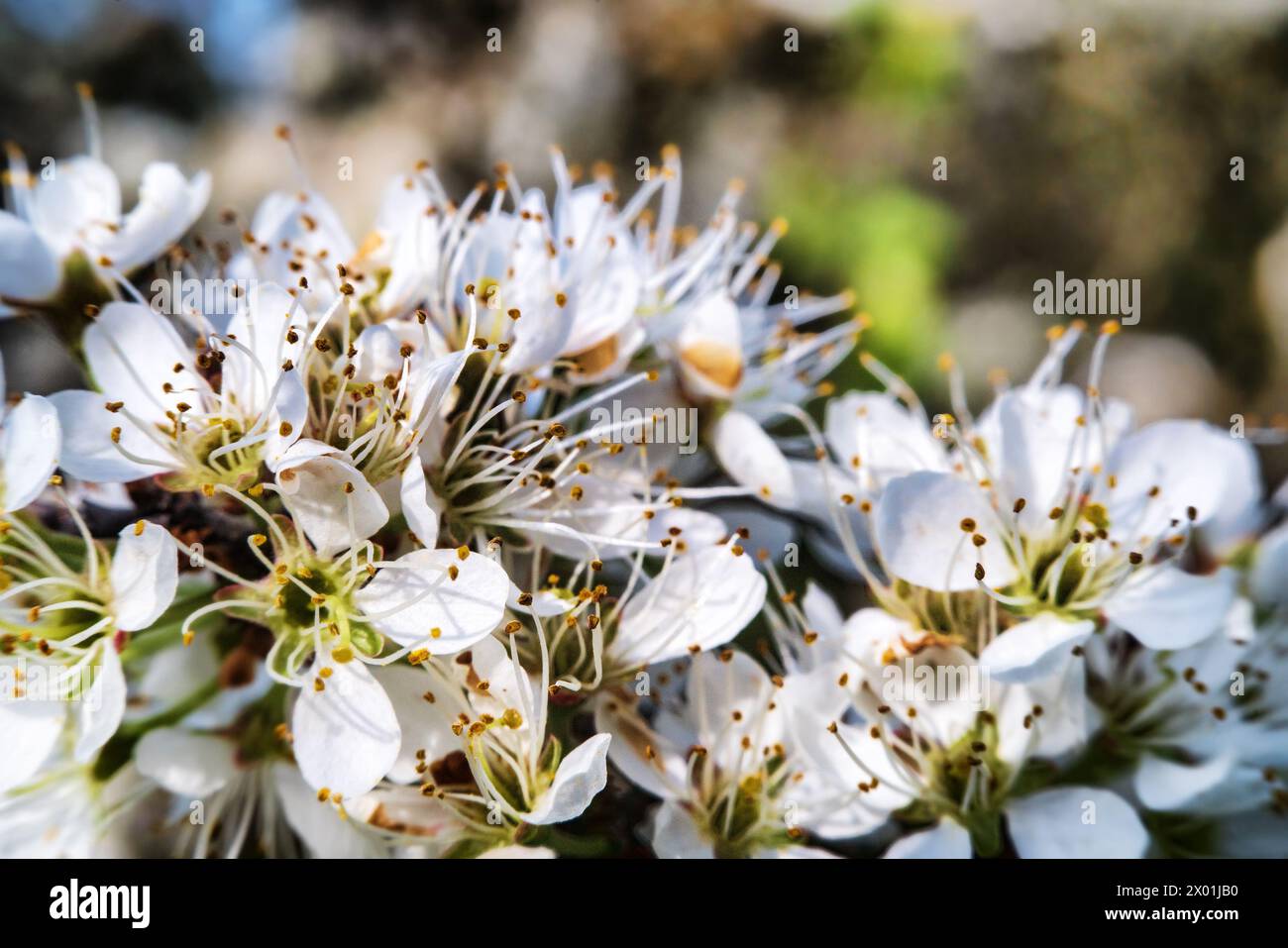 Blooming blackthorn (Prunus spinosa) thornbush (wait-a-minute). Forest ...