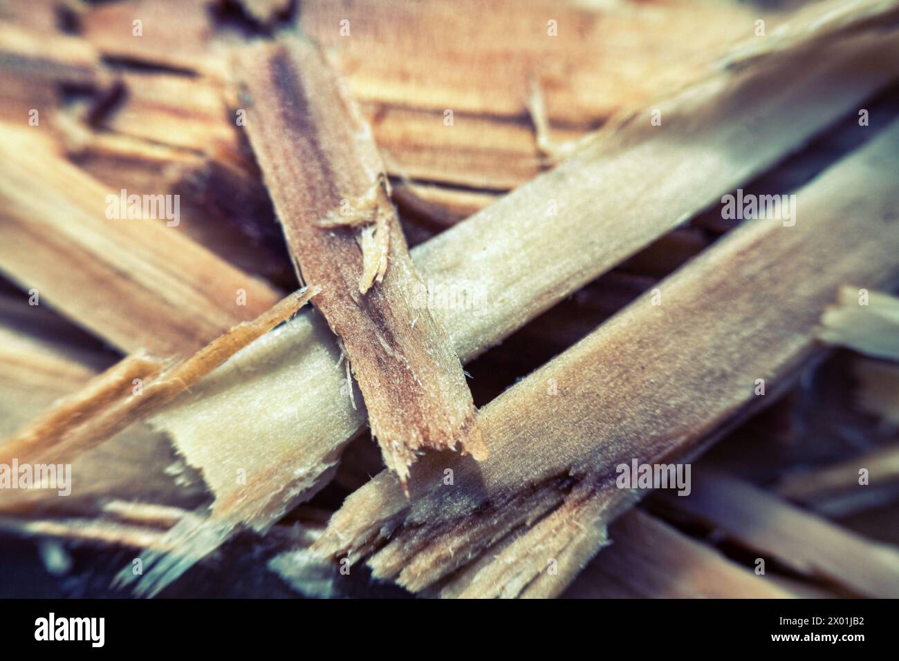 Forest industry. The trunk of a coniferous tree is destroyed, splinter ...