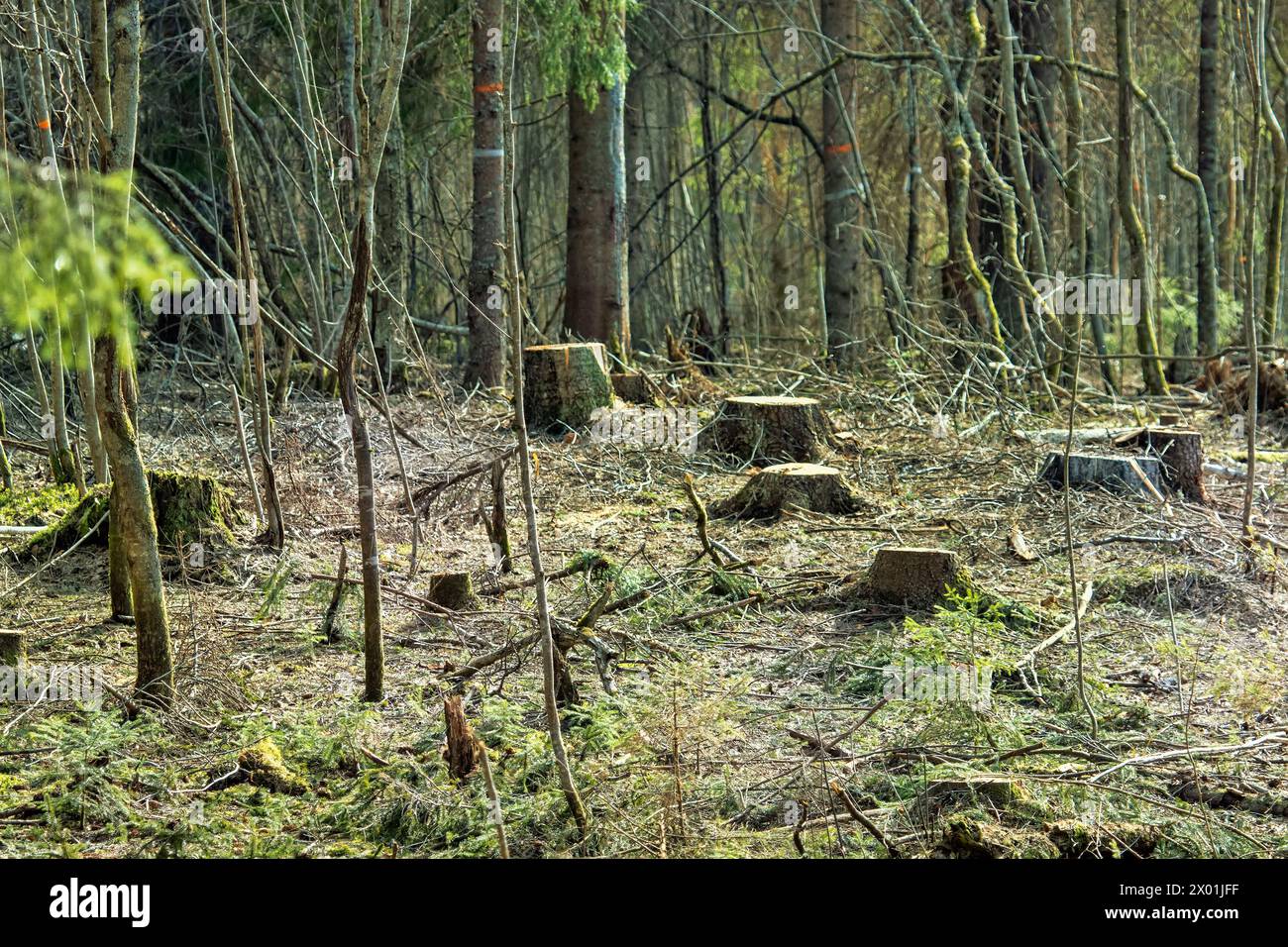 Stumps from the fir trees in the winter clearing, spring view. Boreal ...
