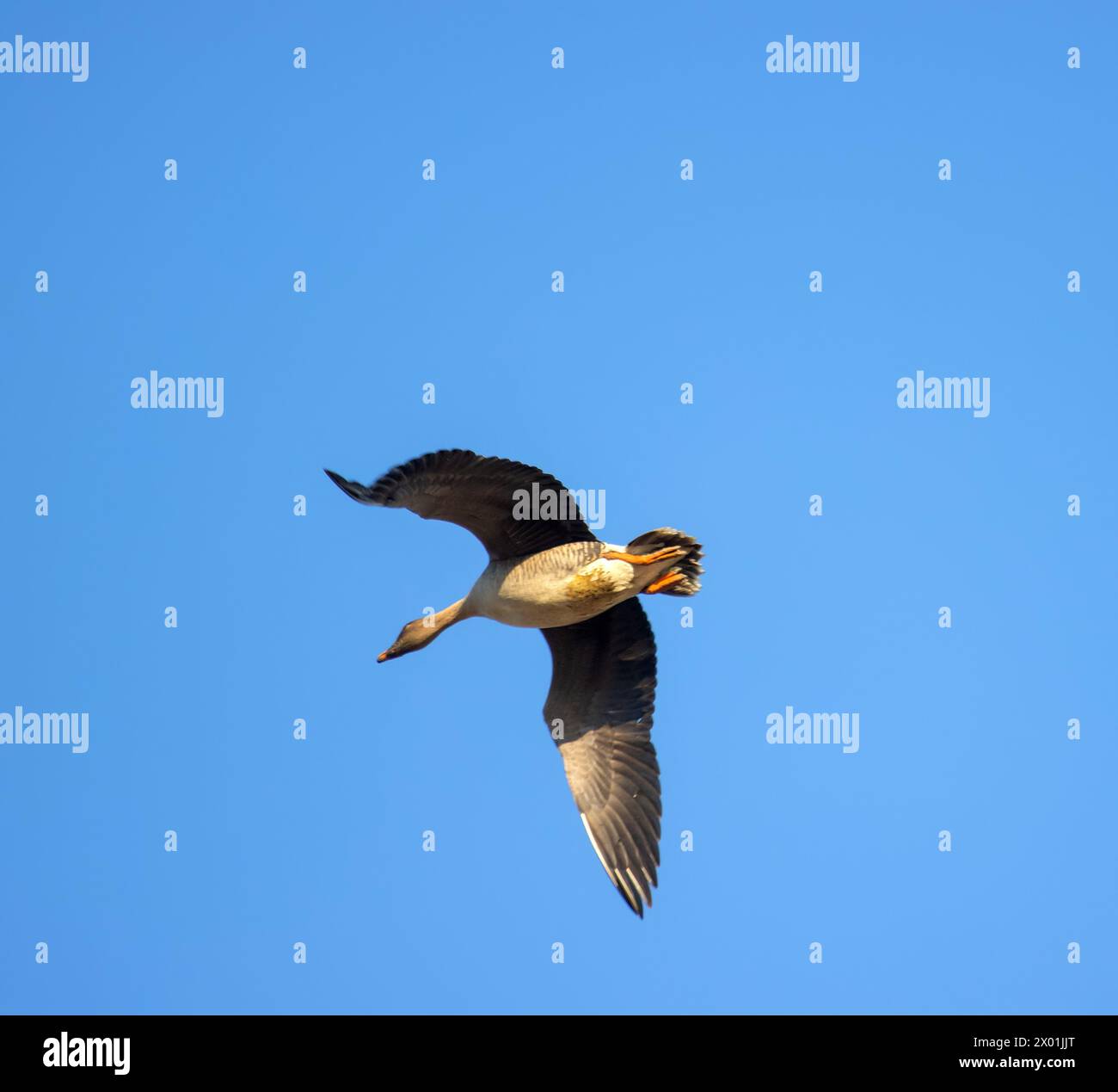 Forest bean goose subspecies (Anser fabalis fabalis) in flight Stock ...