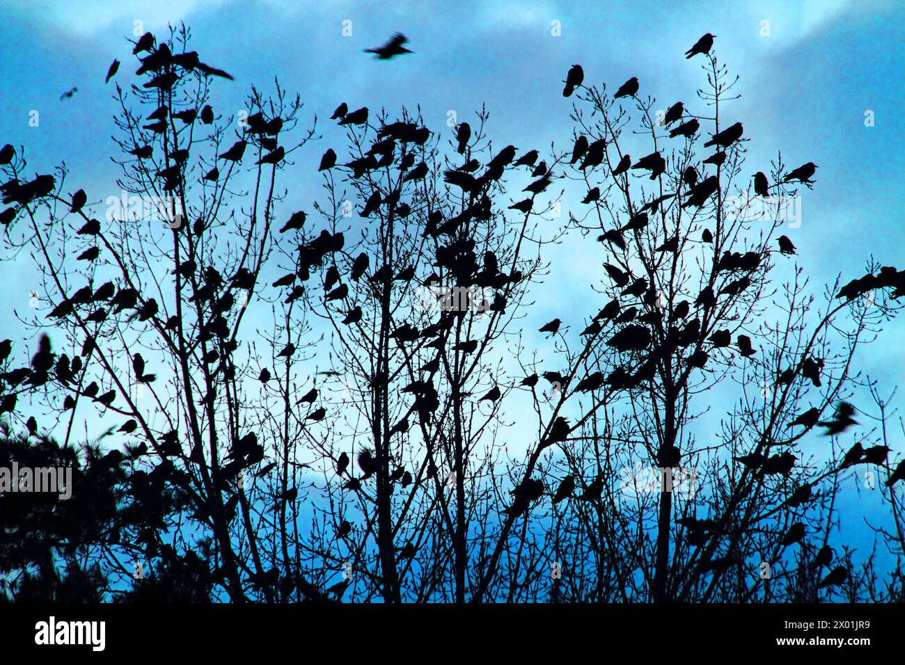 Crows to the sky hi-res stock photography and images - Alamy