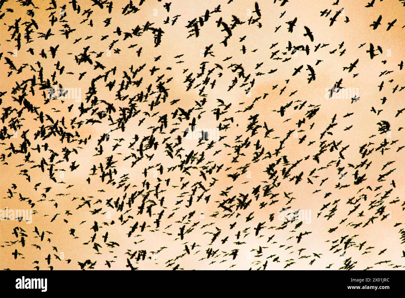 Crows to the sky hi-res stock photography and images - Alamy