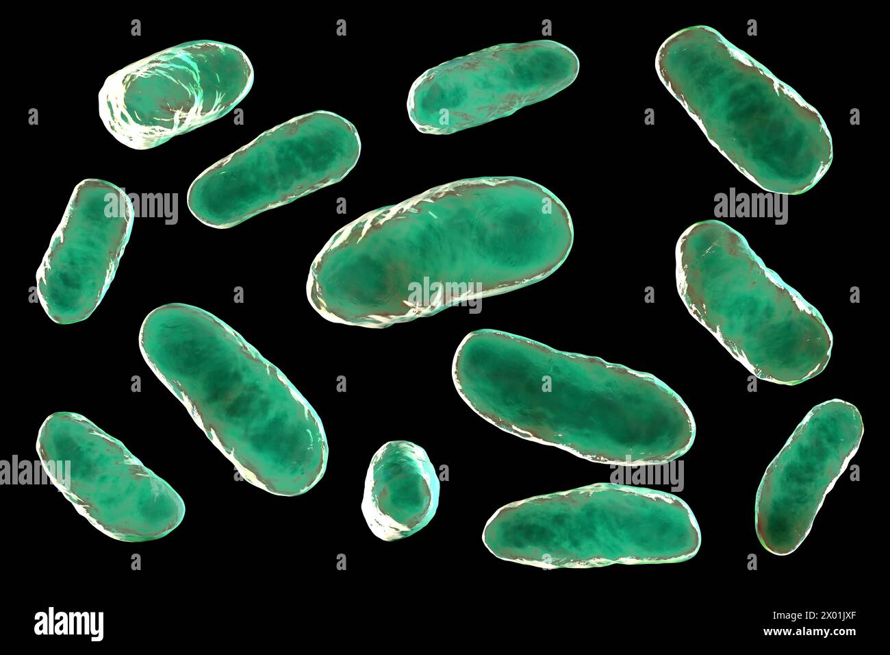 Illustration of haemophilus influenzae bacteria, known for causing ...