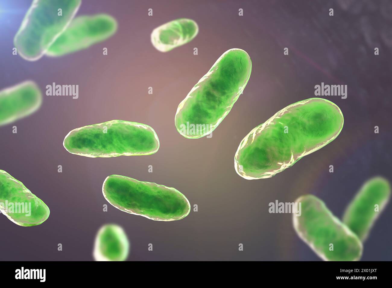 Illustration of haemophilus influenzae bacteria, known for causing ...