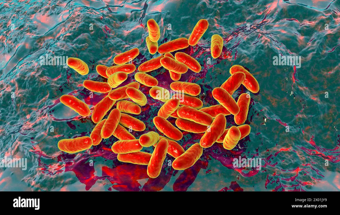 Illustration of haemophilus influenzae bacteria, known for causing ...
