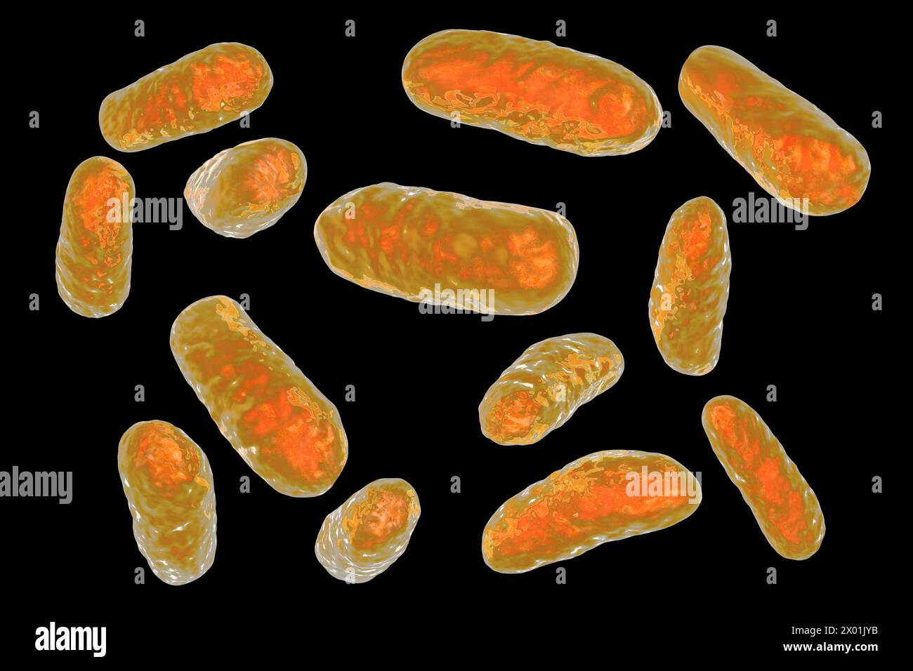 Illustration of haemophilus influenzae bacteria, known for causing ...