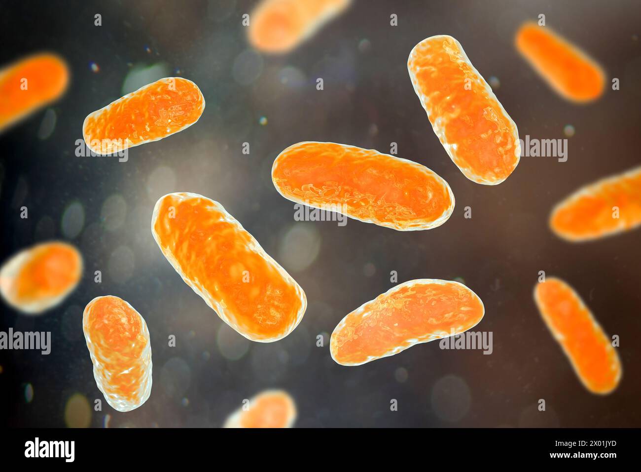 Illustration of haemophilus influenzae bacteria, known for causing ...
