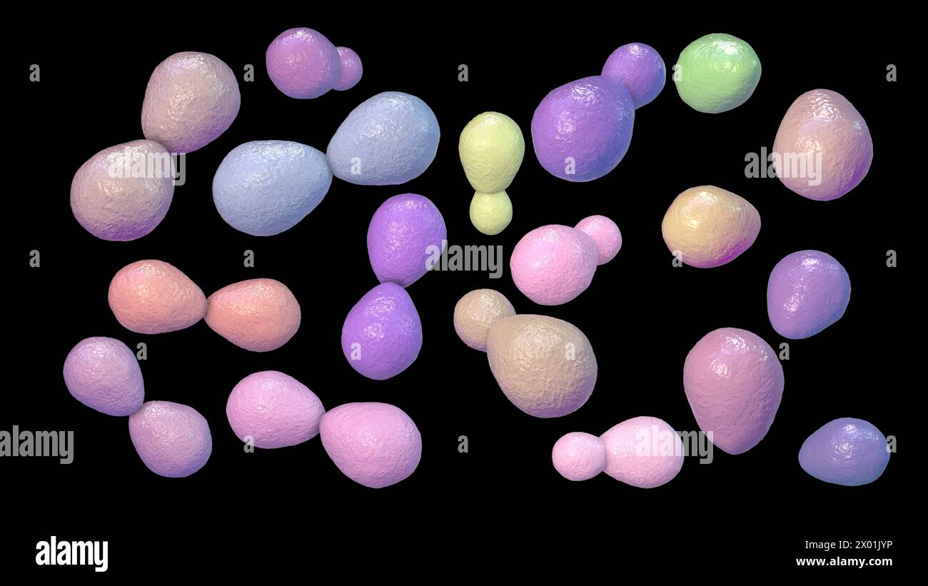 Budding in yeast hi-res stock photography and images - Alamy
