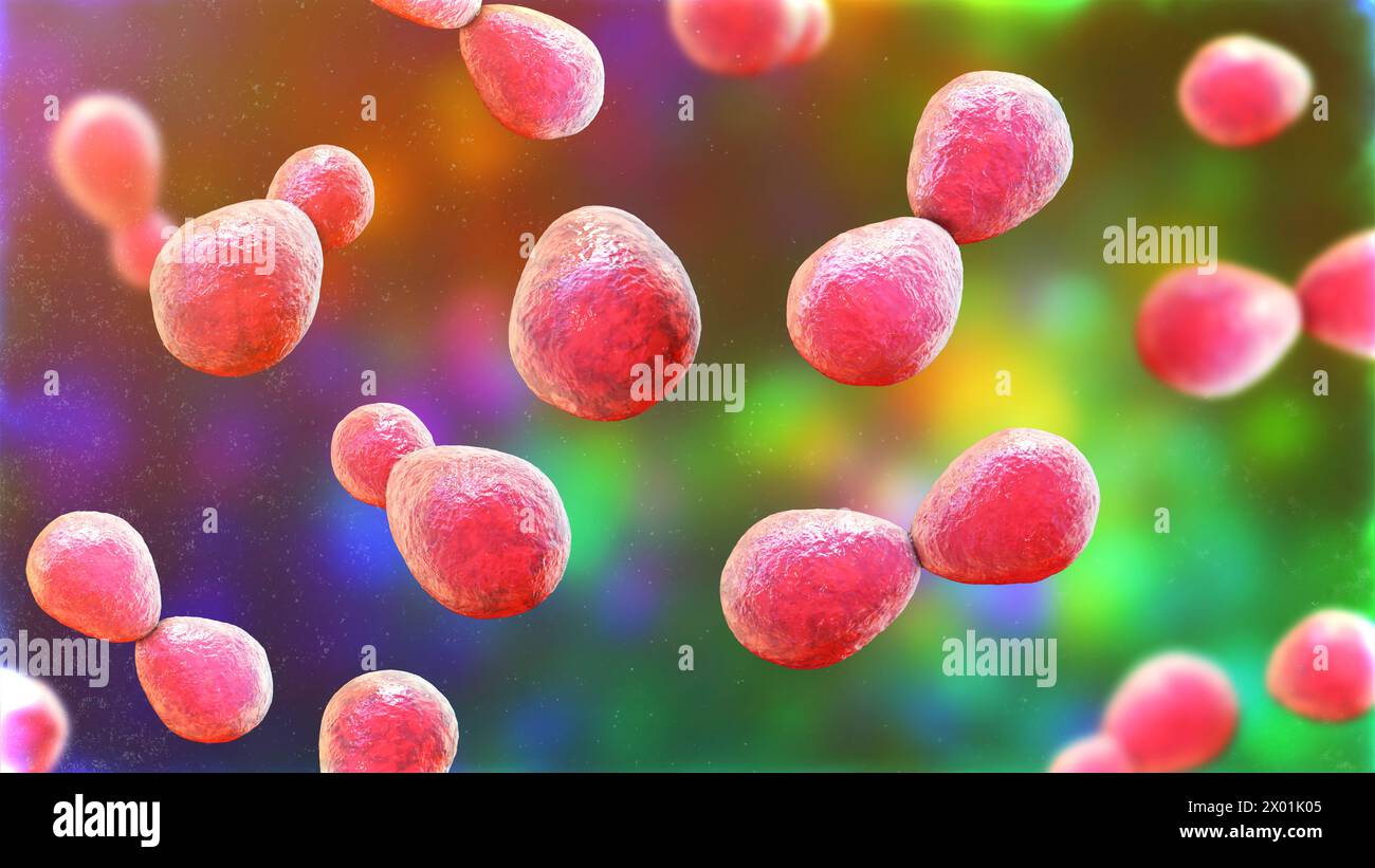 Illustration of histoplasma capsulatum, a parasitic yeast-like ...