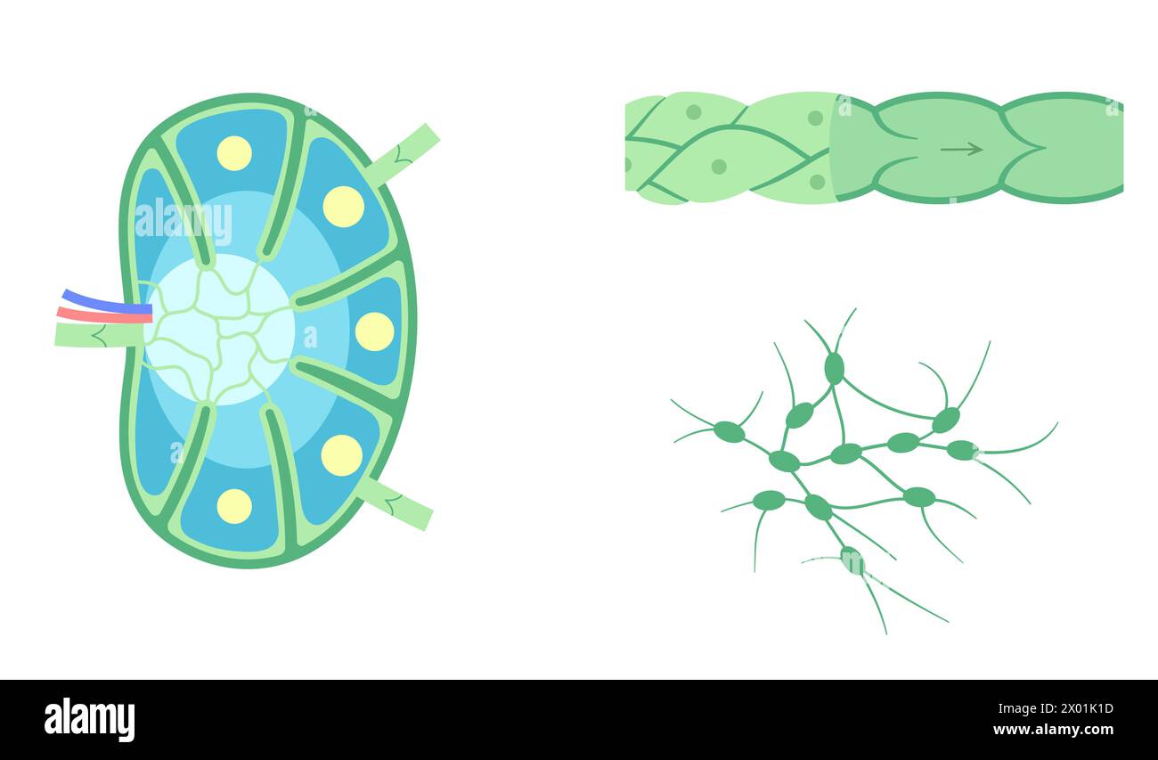 Lymphatic system. Illustration of a lymph node (left), lymph vessel ...