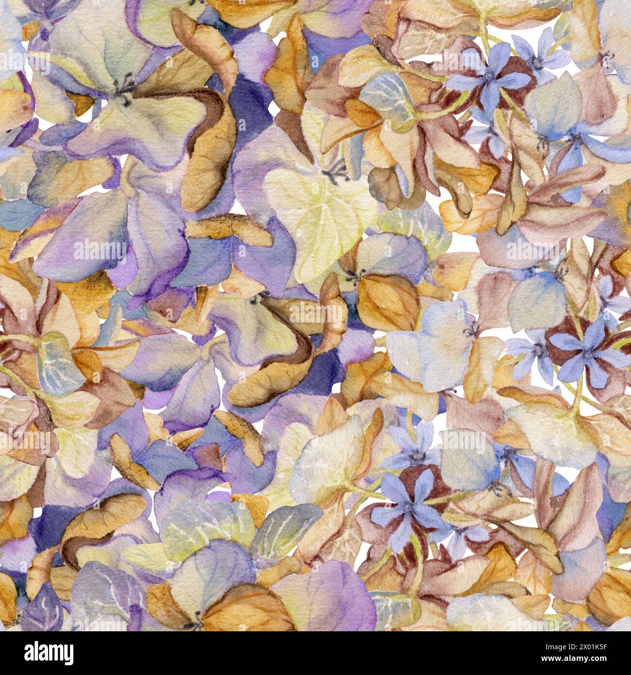 Hand drawn watercolor illustration shabby boho botanical flowers leaves. Hydrangea hortensia ...